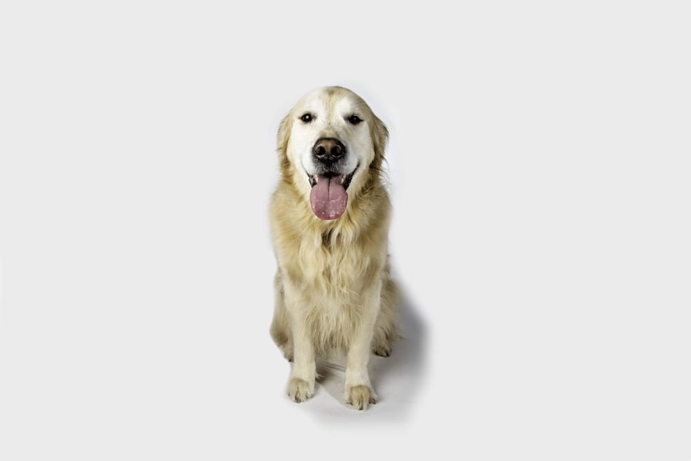 The Dogs of Haverford | Haverblog