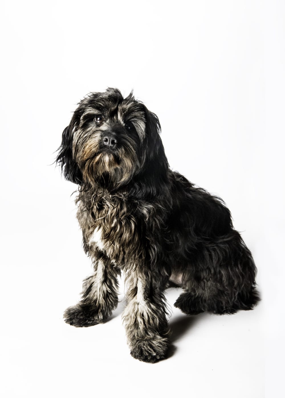 The Dogs of Haverford | Haverblog