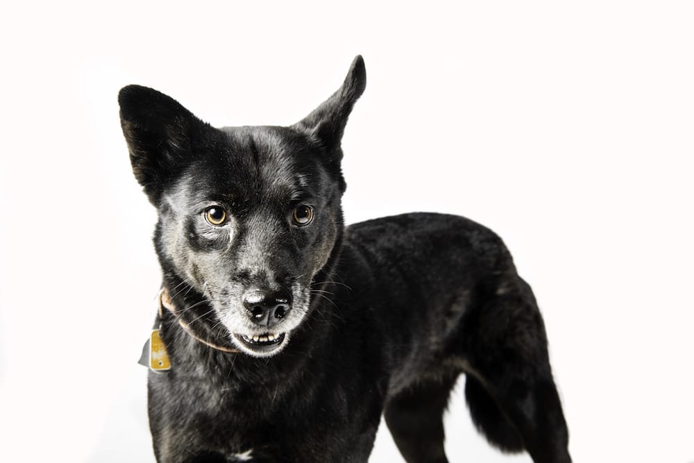 The Dogs of Haverford | Haverblog